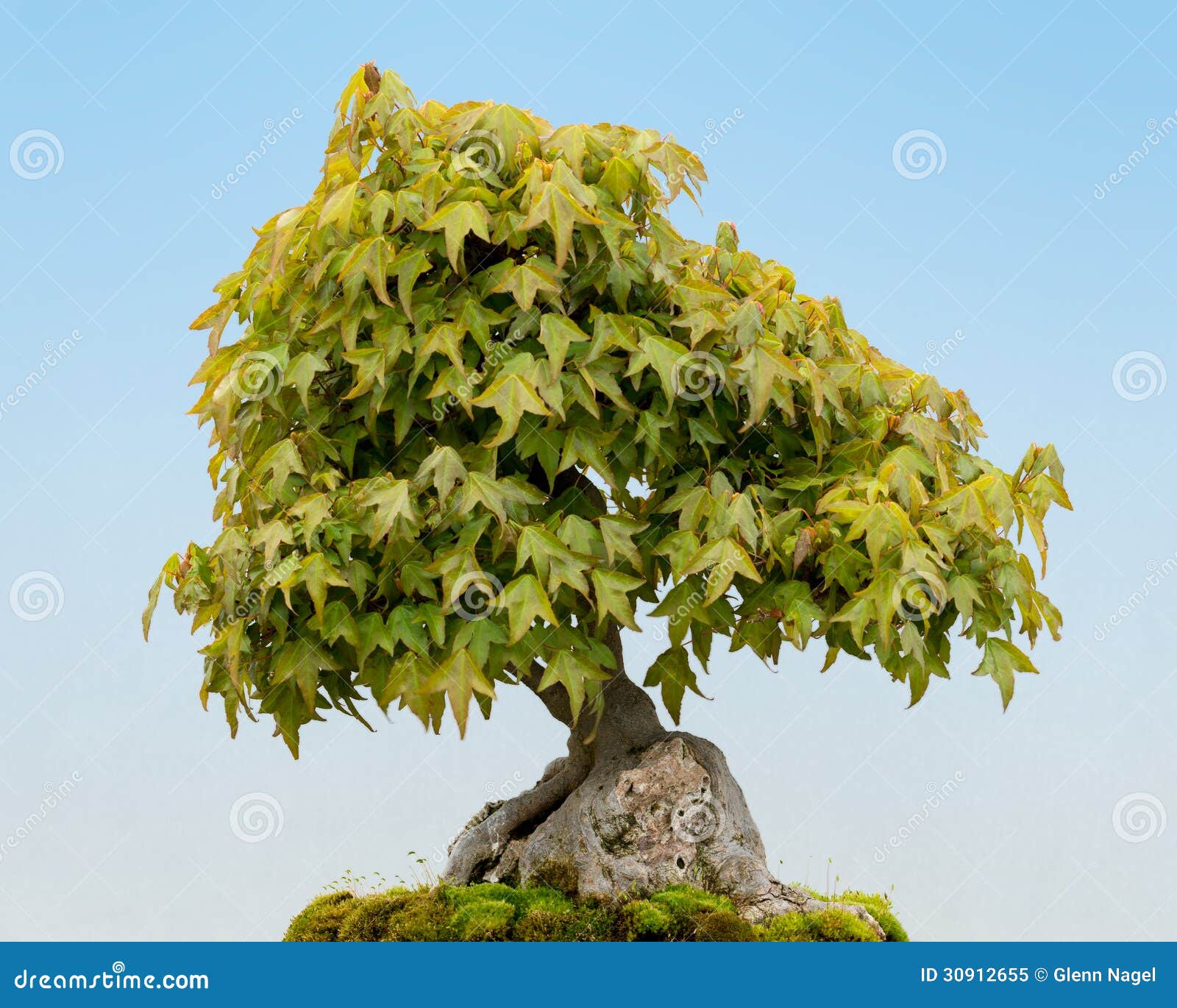 Trident Bat Or Trident Leaf-nosed Bat - Asellia Tridens Species Of Bat ...