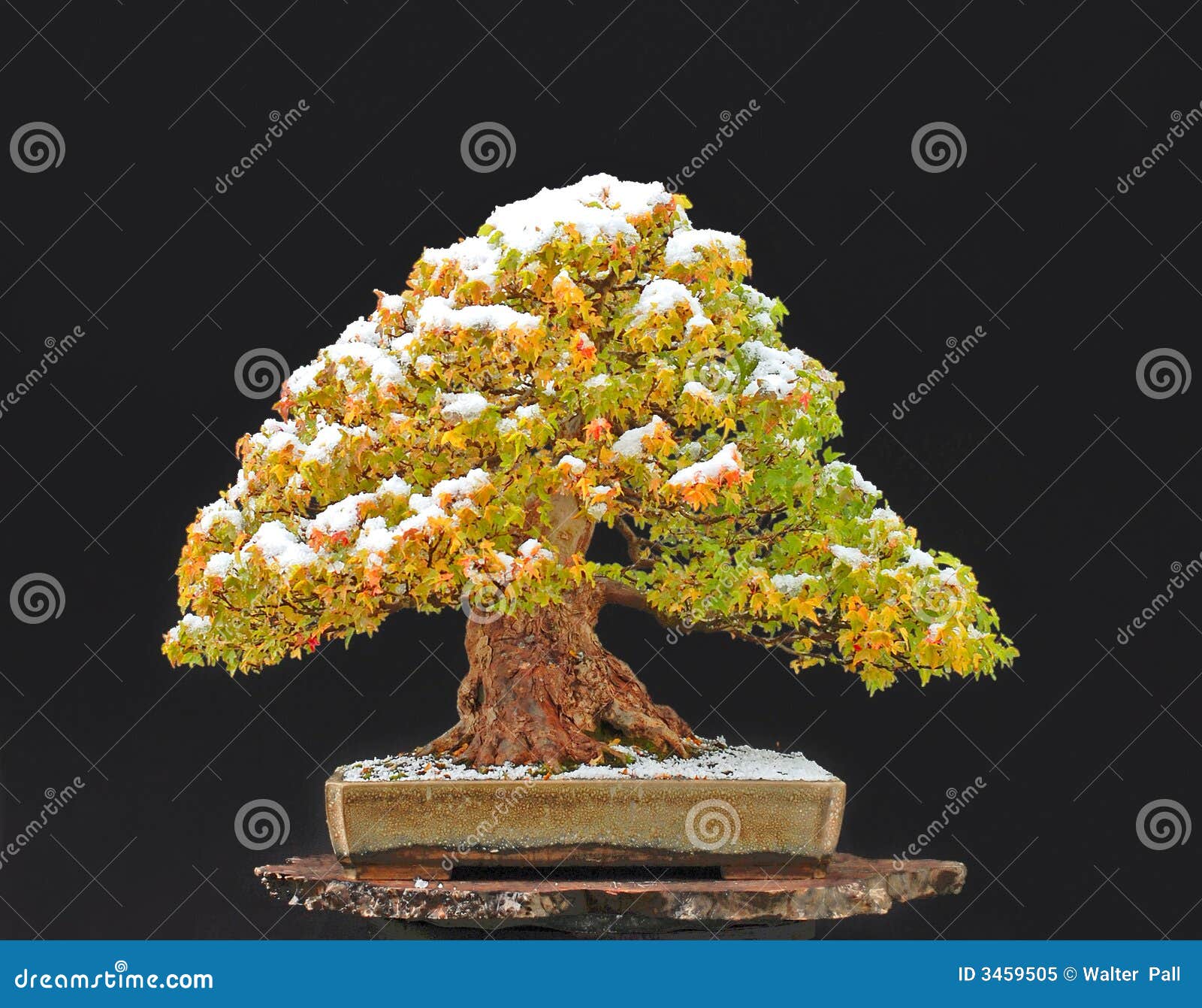 Trident Maple Bonsai with Snow Stock Image - Image of fall, deciduous ...
