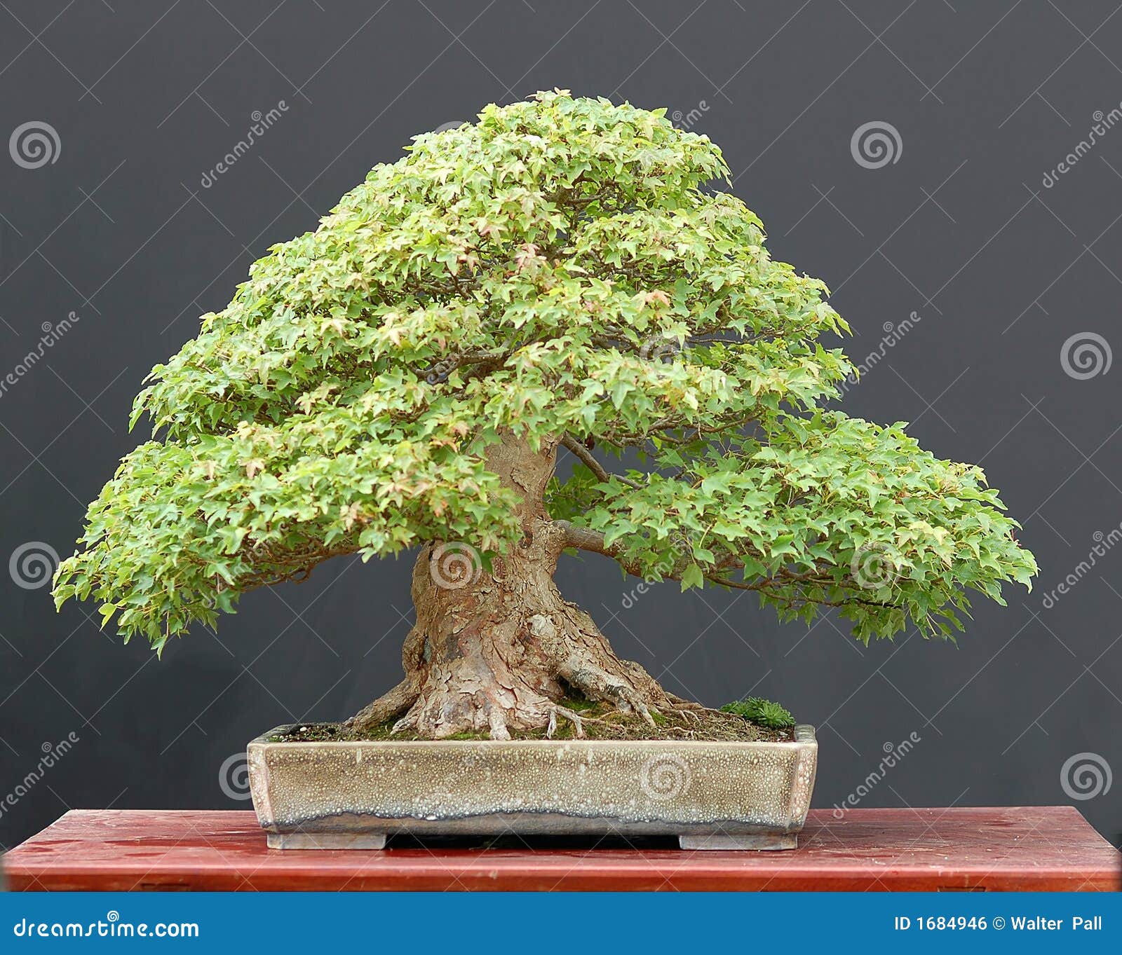 Trident Maple Bonsai in Summer Stock Photo - Image of maple, plant: 1684946