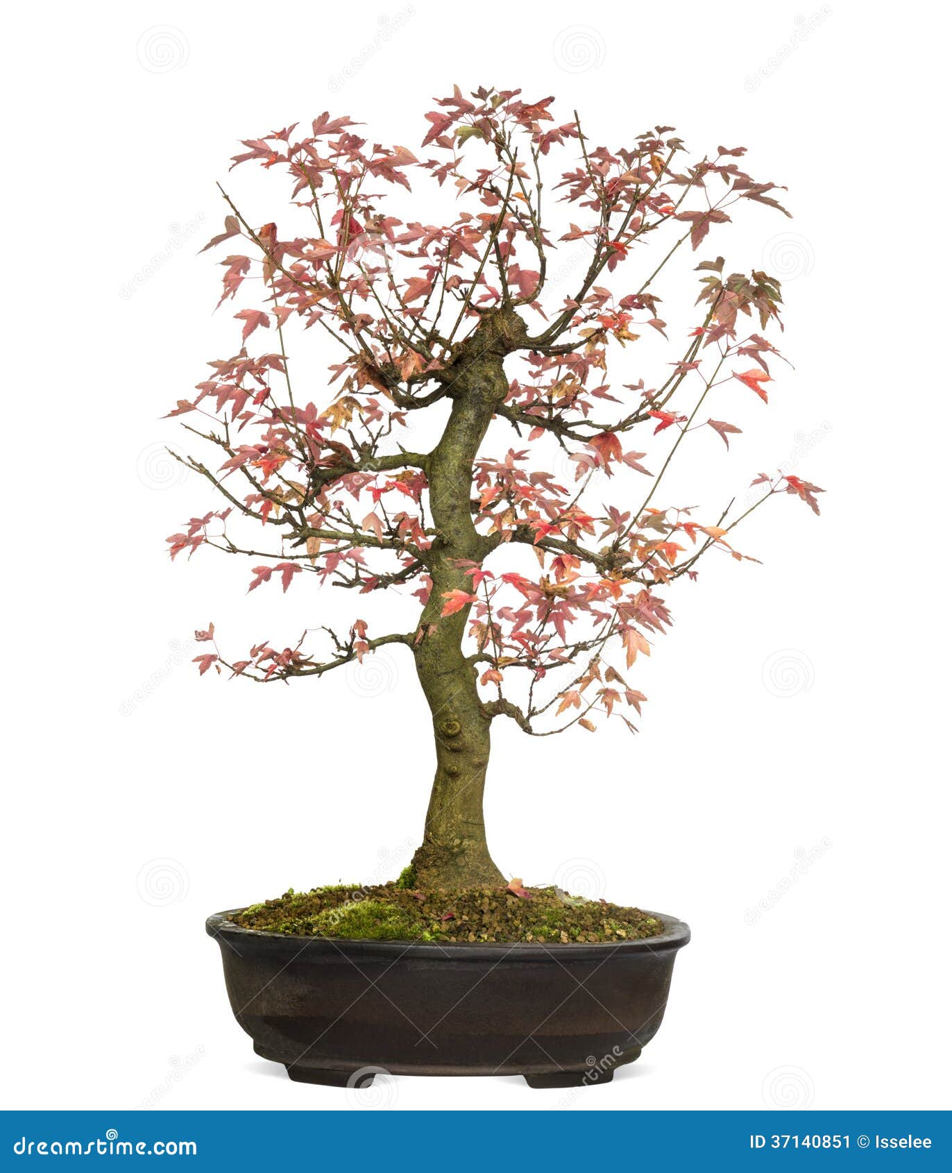 Trident Maple Bonsai Tree, Acer Buergerianum, Isolated Stock Image ...
