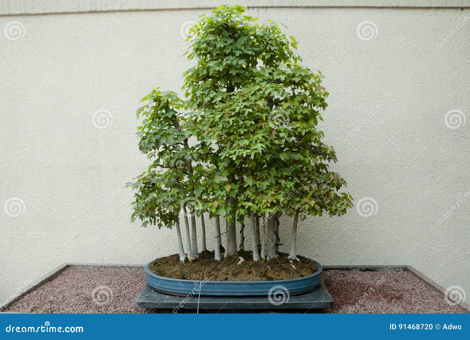 Trident Maple Bonsai Tree stock photo. Image of trident - 91468720