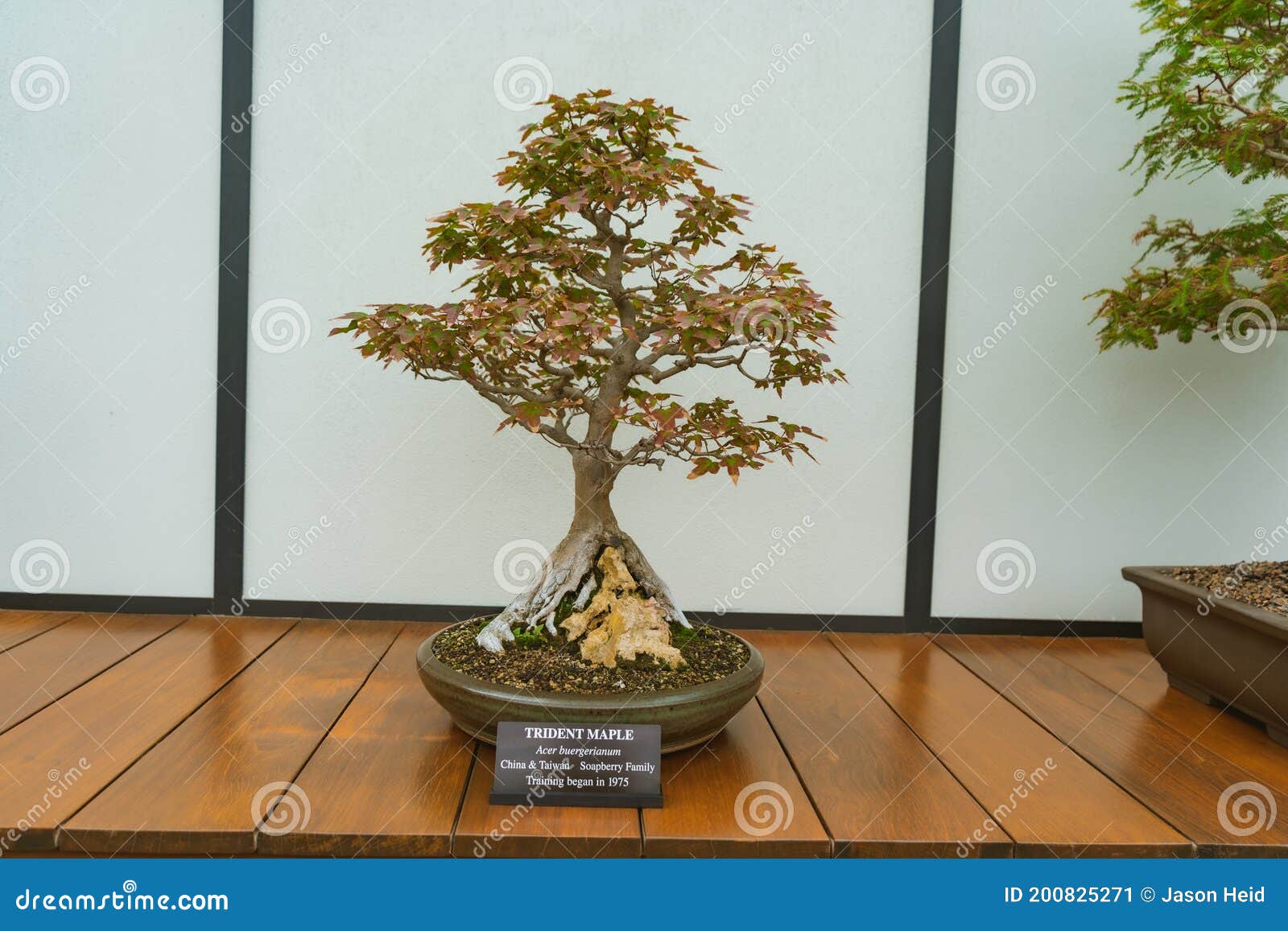 Trident Maple tree stock image. Image of tree, trident - 200825271