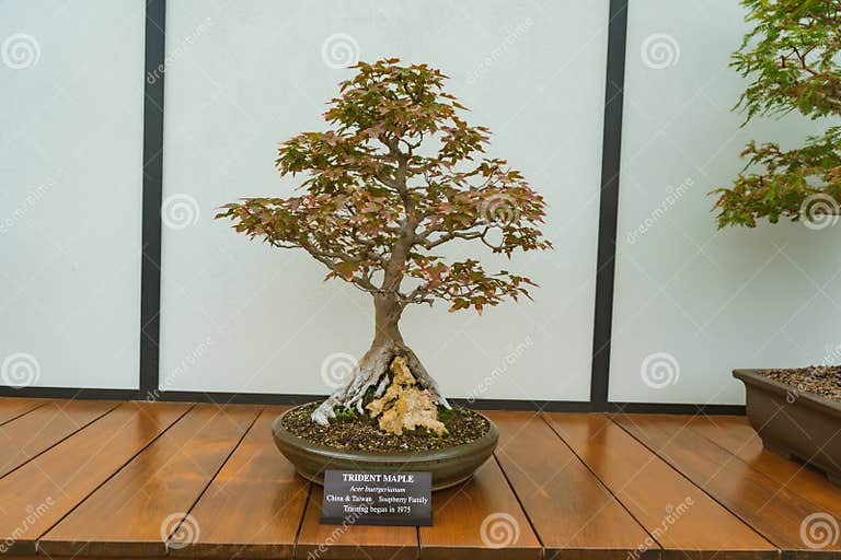 Trident Maple tree stock image. Image of tree, trident - 200825271