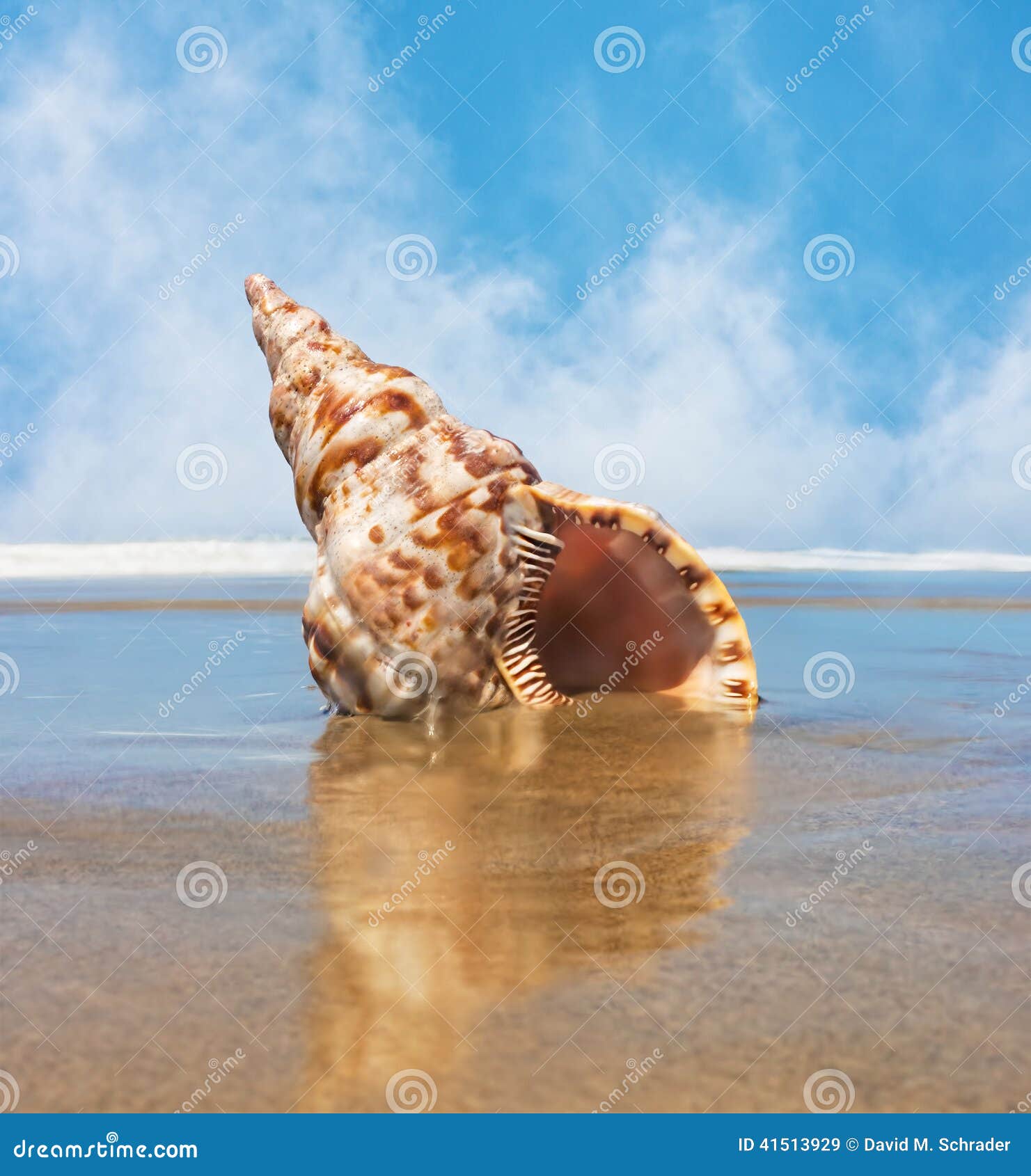 Triton Shell stock image. Image of reflection, seascape - 41513929