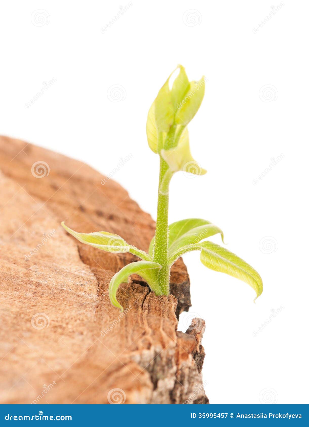Trieb stockbild. Bild von mitte, betrieb, blüte, kreis - 35995457
