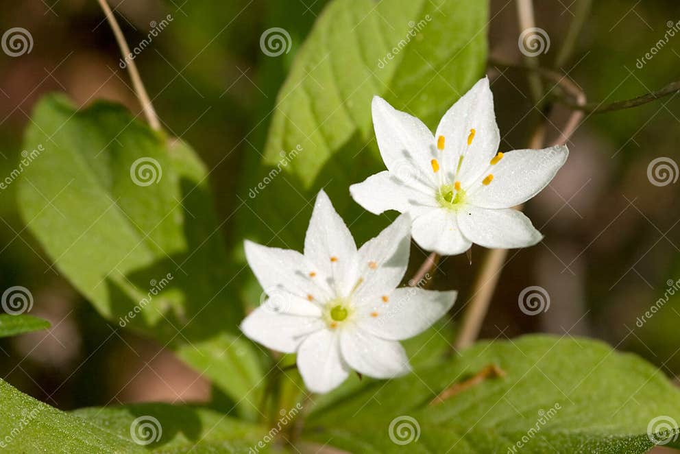 Trientalis stock image. Image of pair, nature, stamen - 8248513