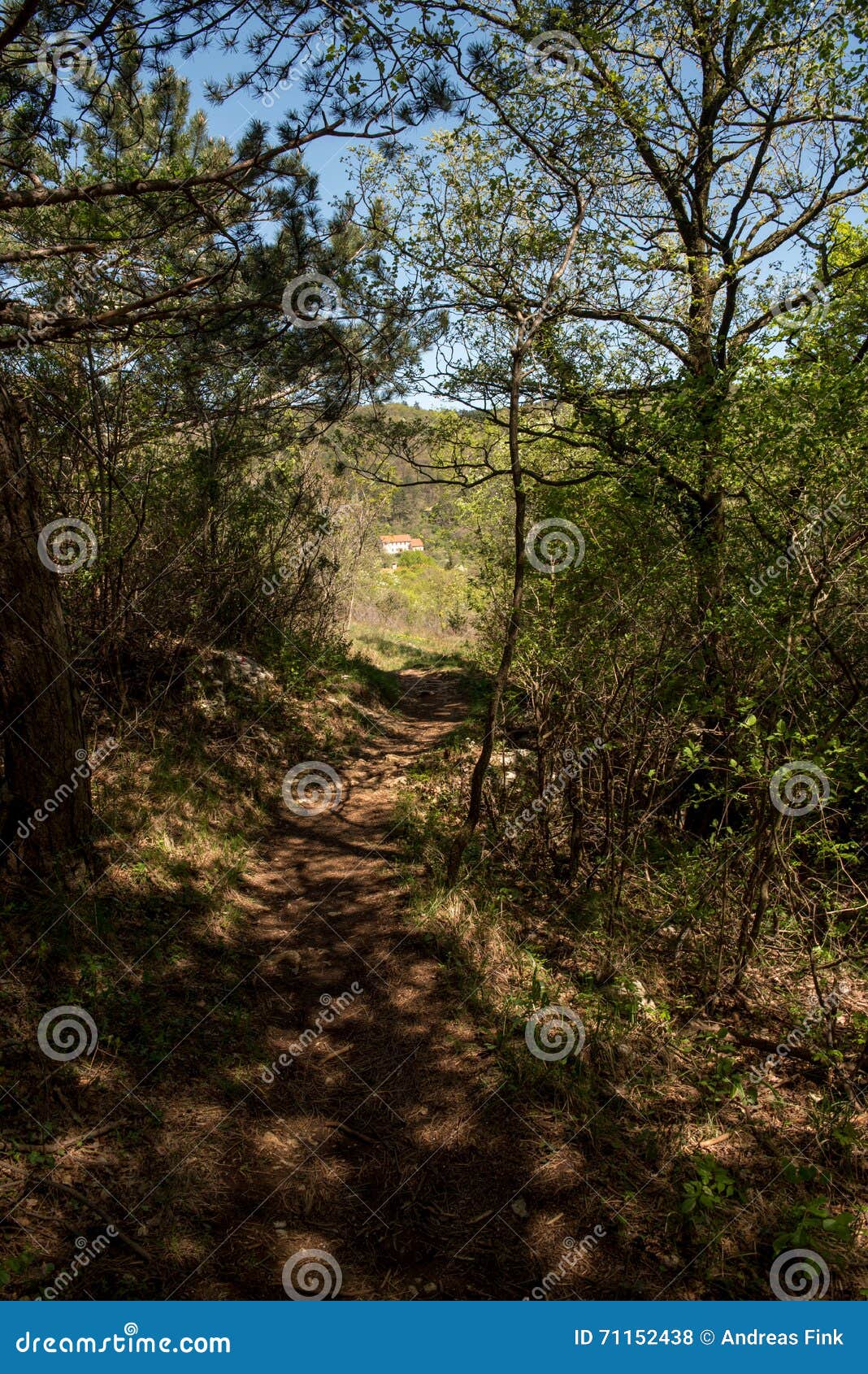 Trieste stock photo. Image of spring, trieste, wood, tramp - 71152438