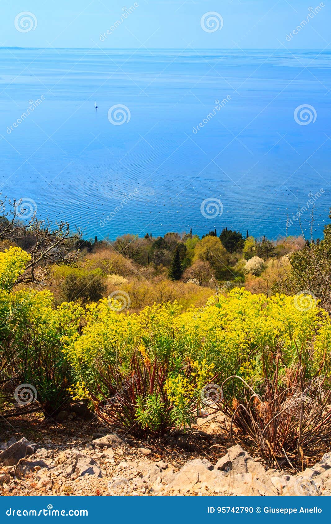 Trieste Sea from Santa Croce, Italy Stock Photo - Image of plant ...