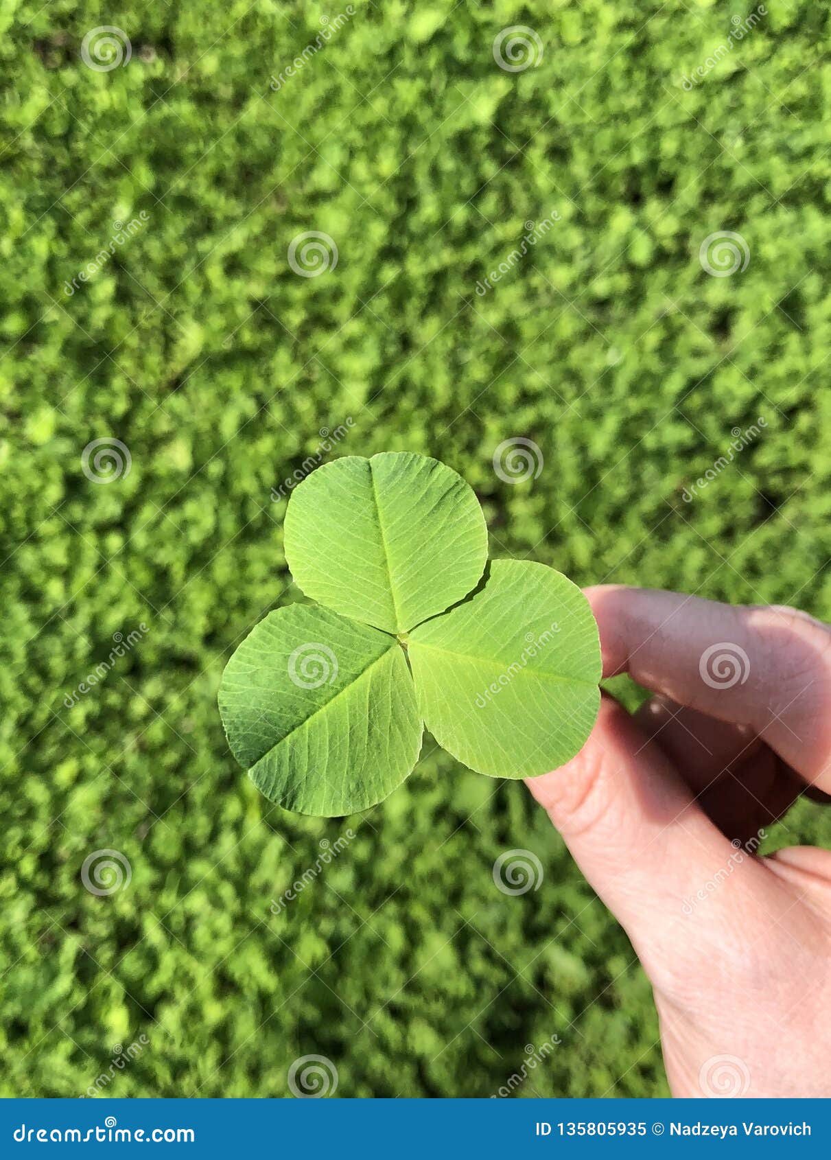 Clover Outdoors, Closeup with Space for Text Stock Image - Image of ...