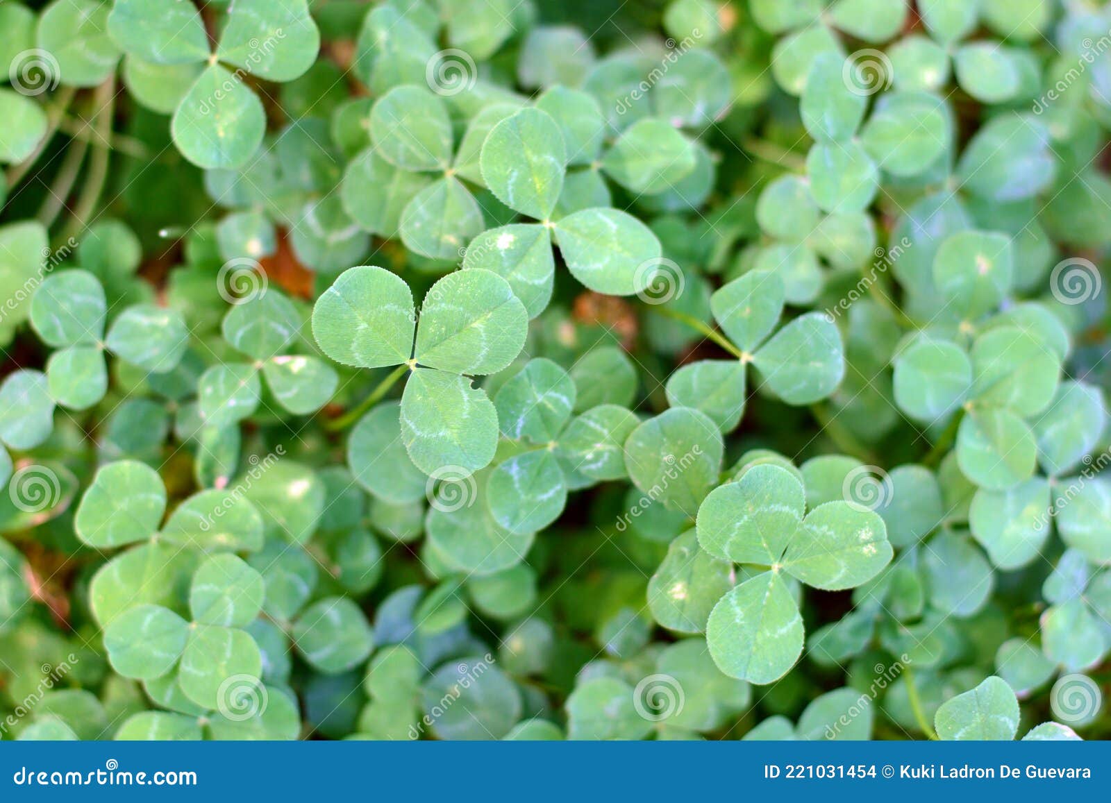 Clover plant leaves stock photo. Image of primavera - 221031454