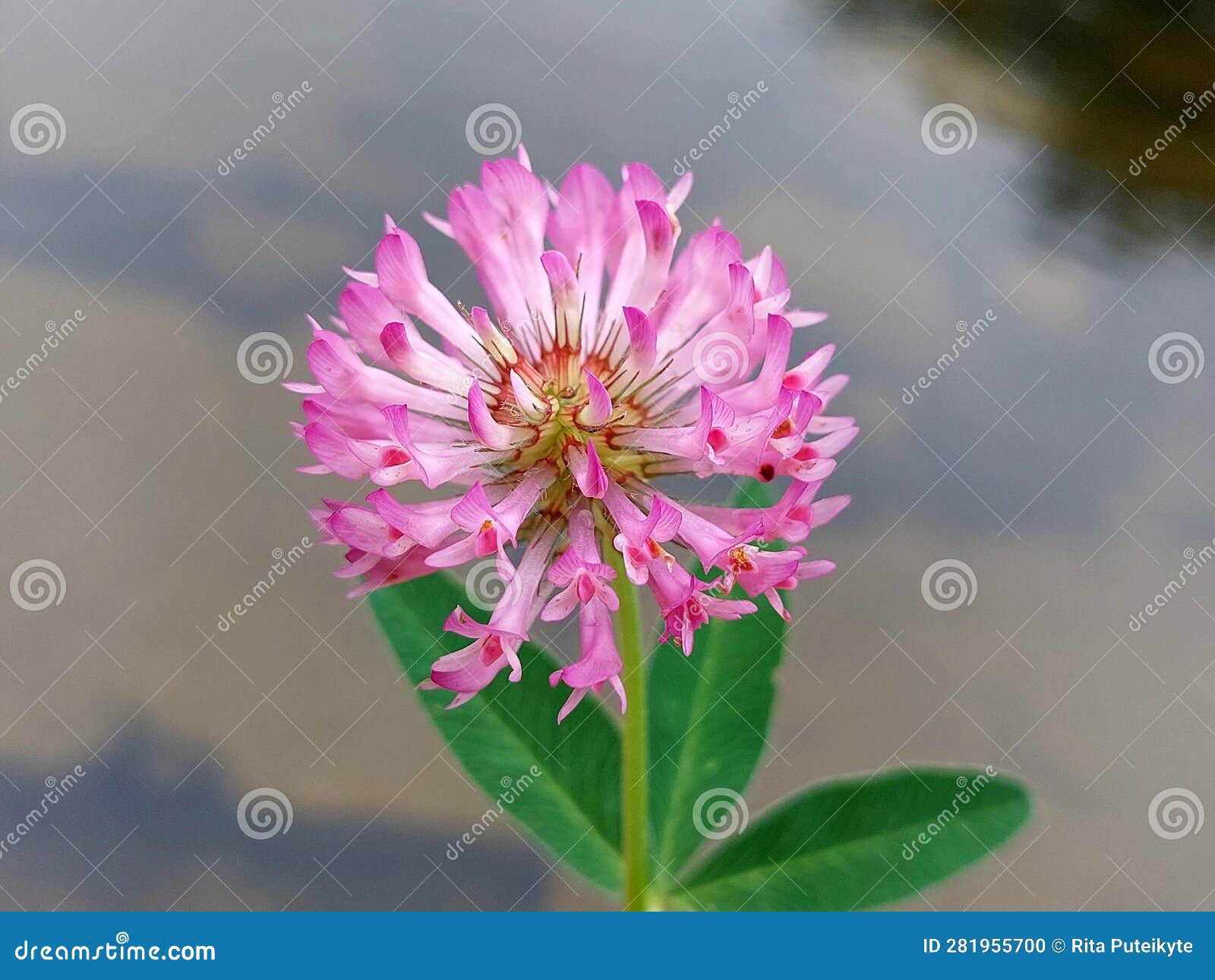 Trifolium medium stock photo. Image of summer, wildflower - 281955700