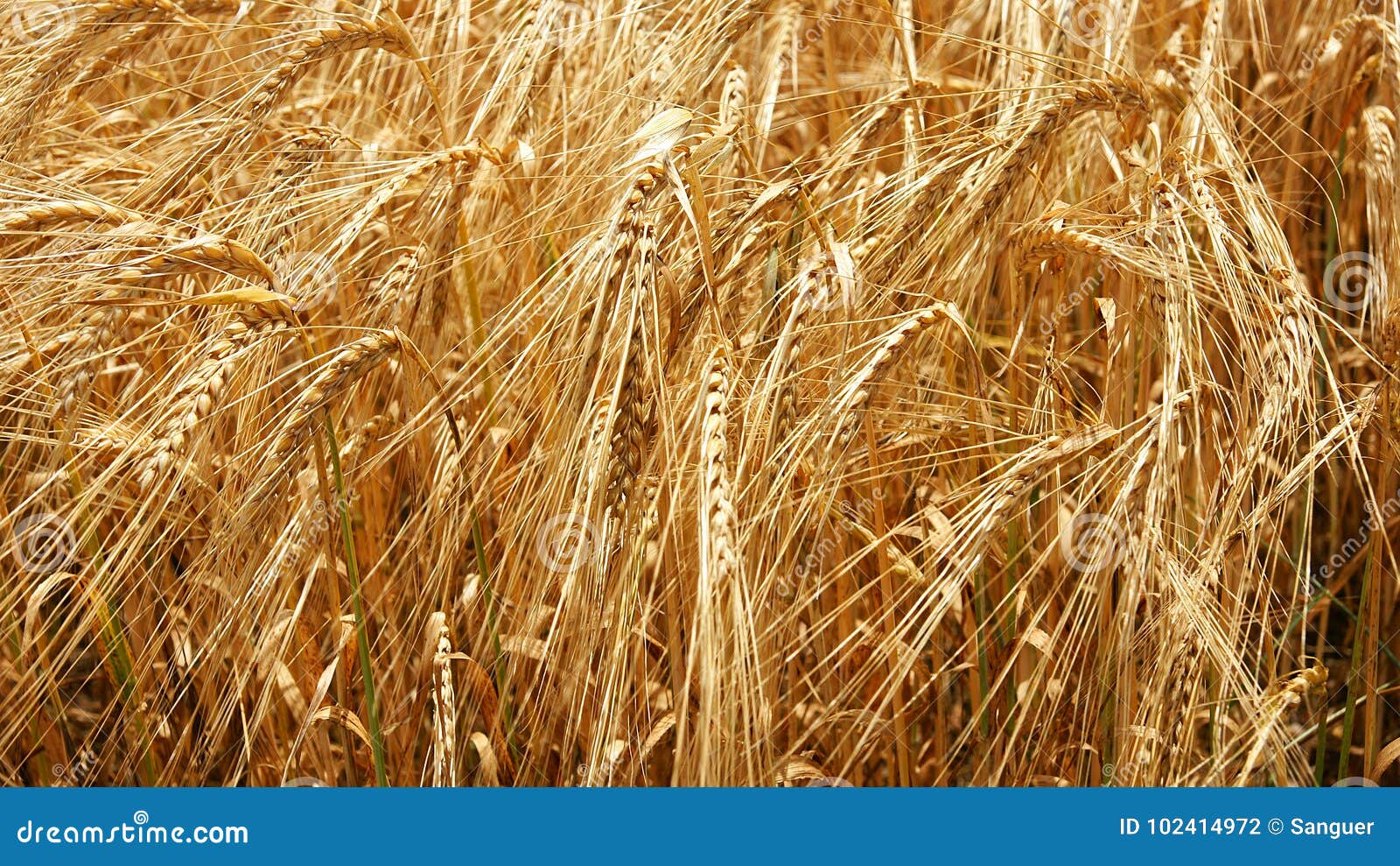 Trigal En Un Campo De Girona Foto de archivo - Imagen de agricultura ...