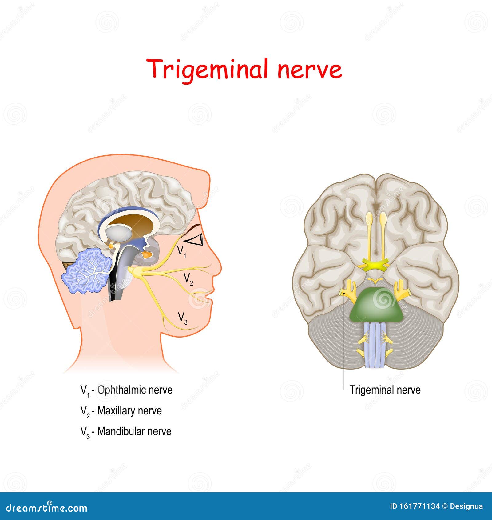 Trigeminal Neuralgia. Neuroscience Cartoon Vector | CartoonDealer.com ... Trigeminal Neuralgia. Neuroscience Cartoon Vector | CartoonDealer.com ...