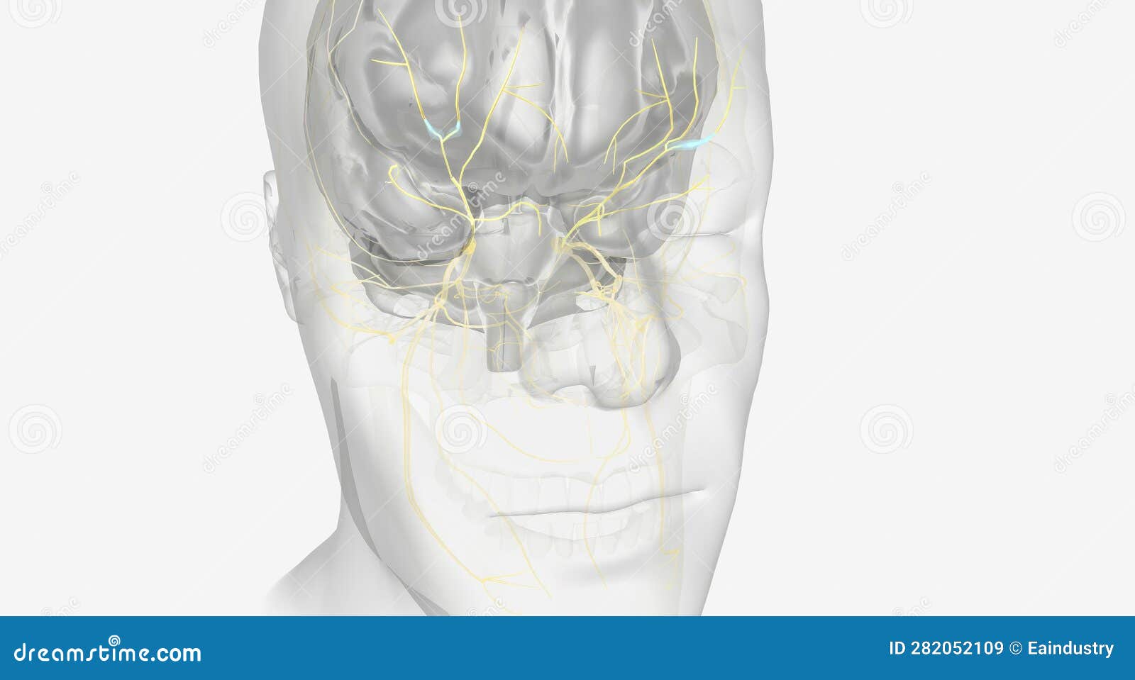 Trigeminal Nerve and Ophthalmic Nerve Stock Illustration - Illustration ...