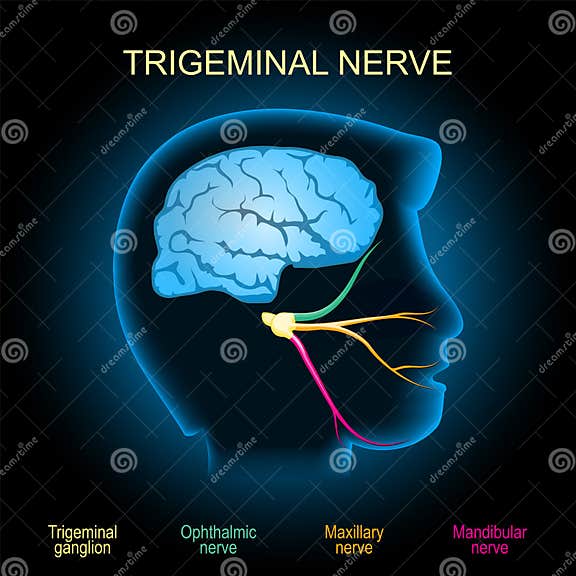 Trigeminal nerve stock vector. Ilustrare din proiectare - 301663955 Trigeminal nerve stock vector. Ilustrare din proiectare - 301663955