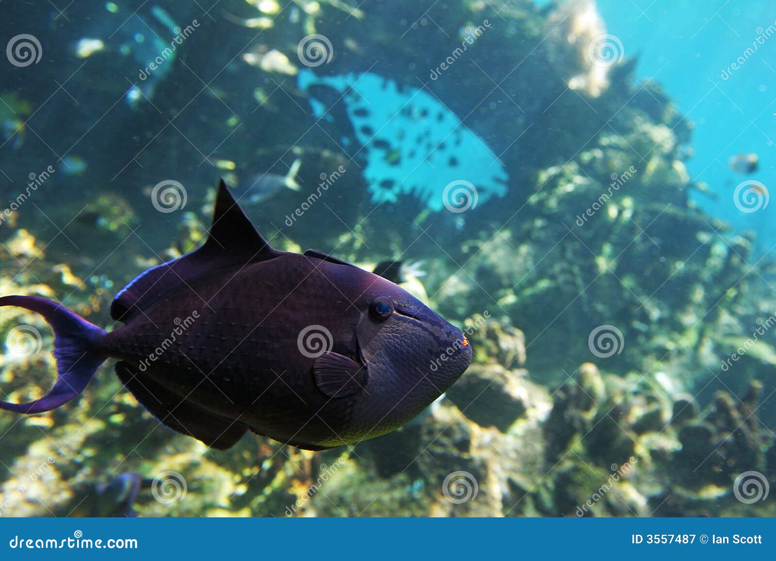 Trigfish stock image. Image of barred, aquarium, tooth - 3557487