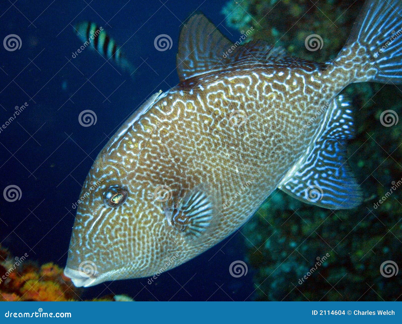 Trigger Fish stock photo. Image of mexico, trigger, close - 2114604