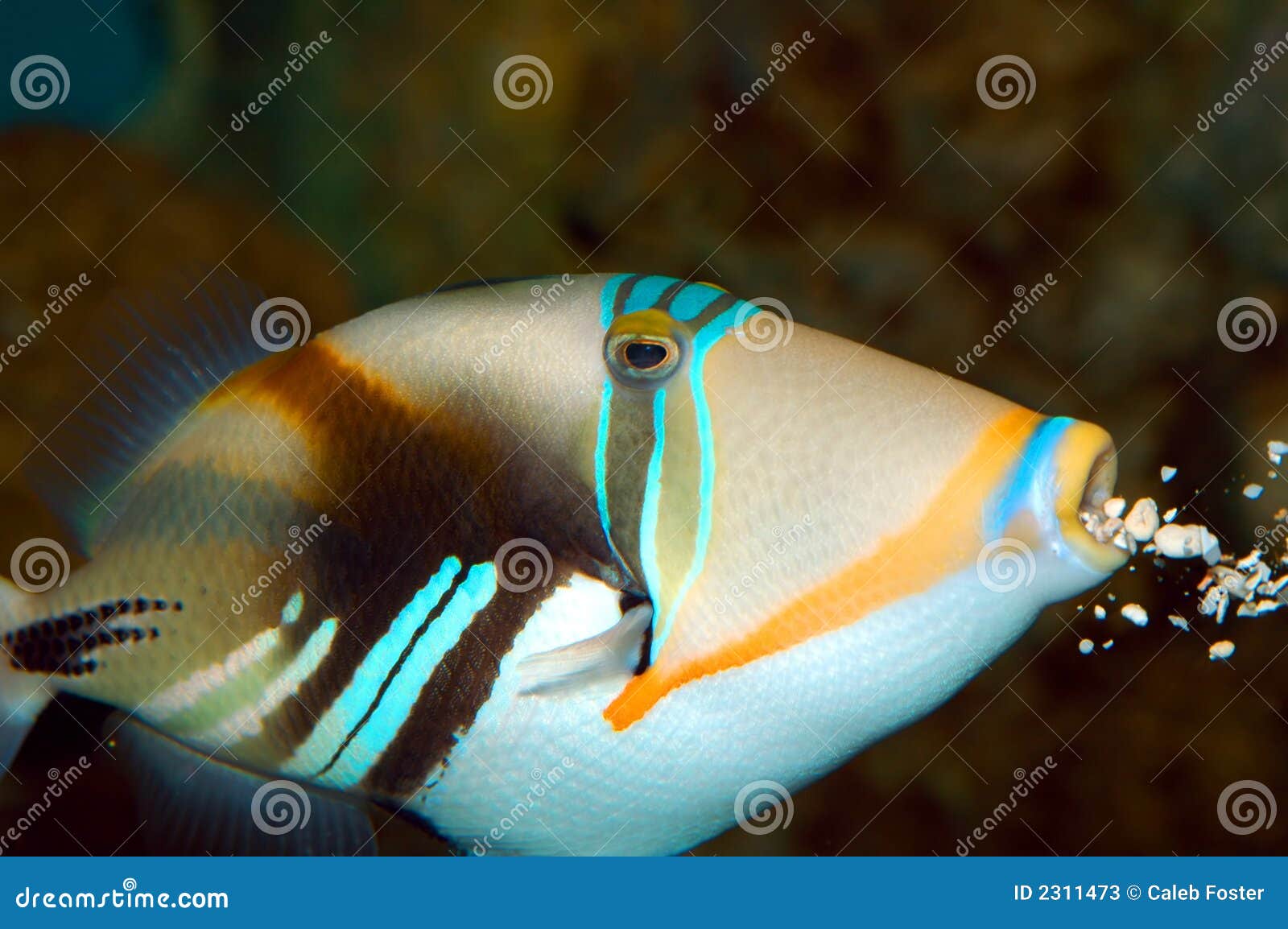 Trigger Fish stock image. Image of puffer, catfish, shark - 2311473