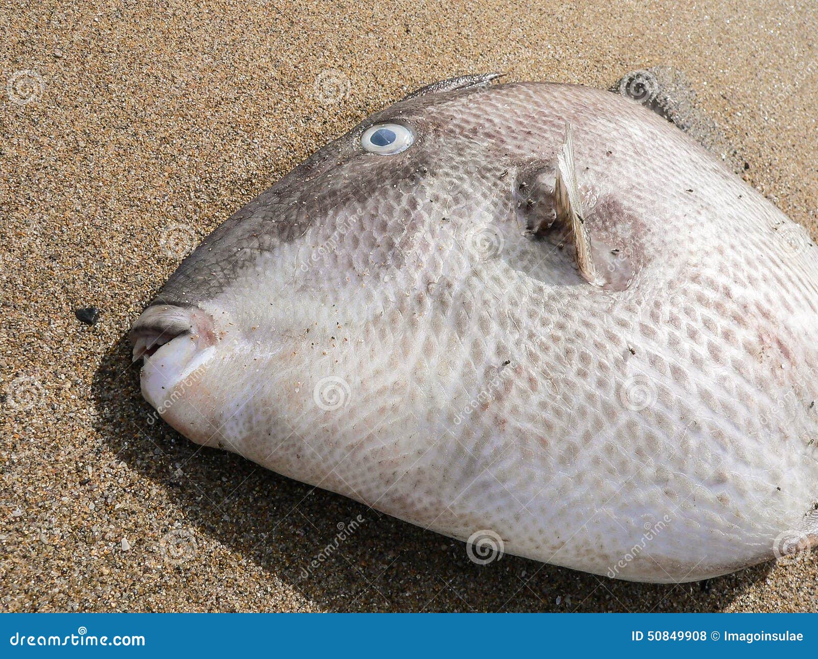 Grey Triggerfish. Balistes Capriscus (Gmelin, 1789) Stock Photo - Image ...