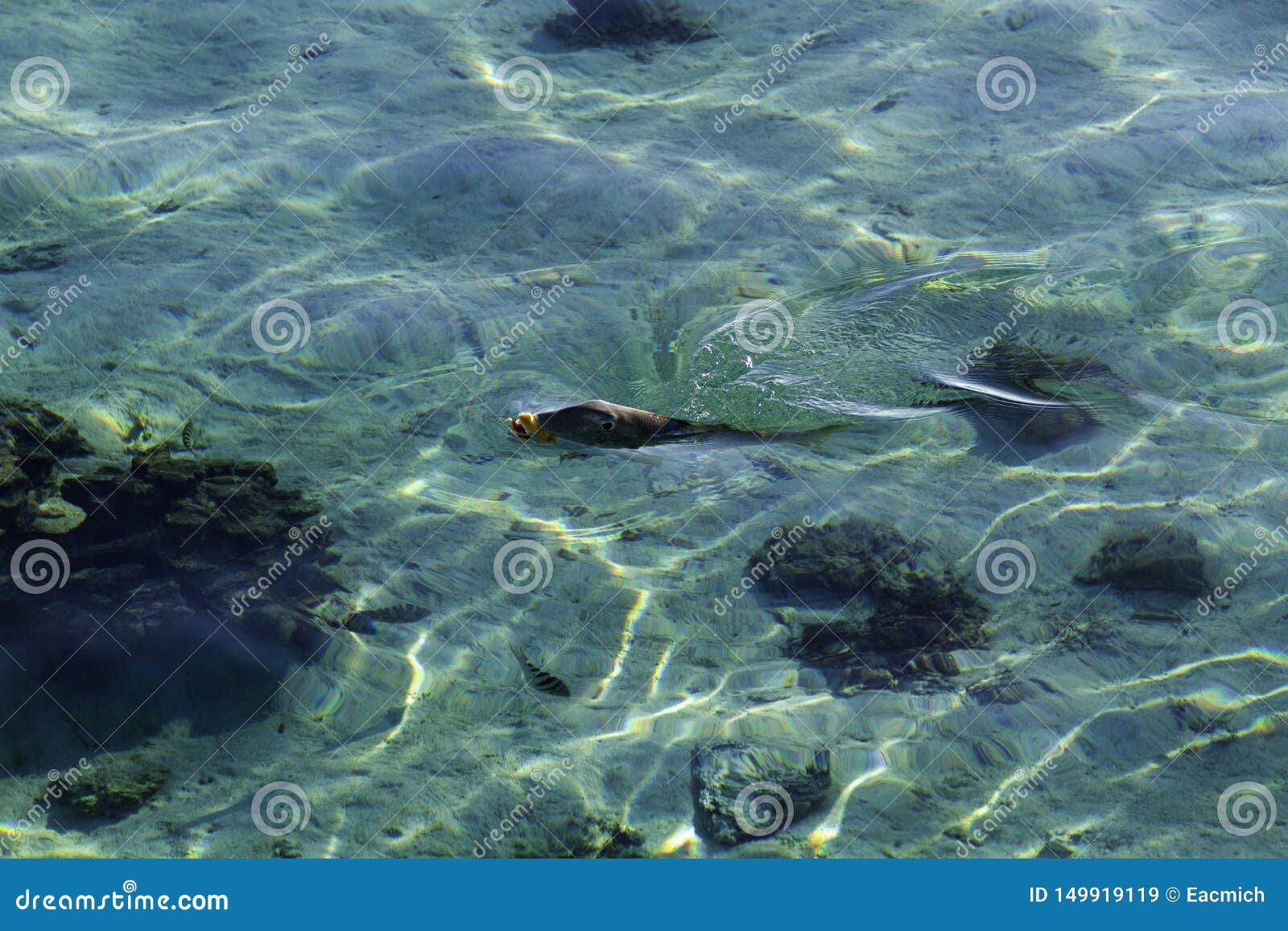 Trigger Fish Balistidae Eating Stock Image - Image of environment ...