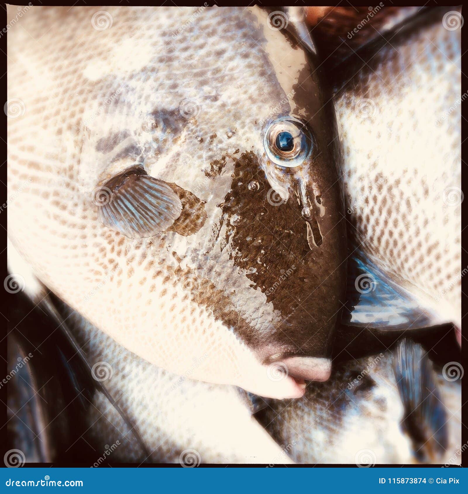 Trigger fish stock photo. Image of fresh, face, marine - 115873874