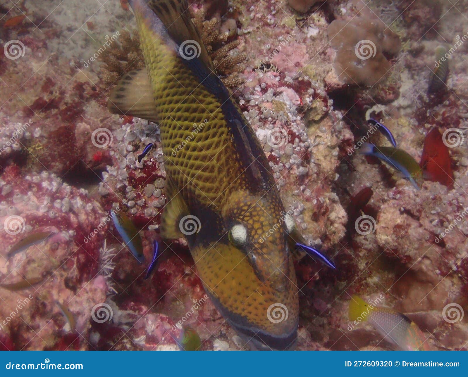 Trigger Fish Coral Maldives Ocean Stock Photo - Image of fish, trigger ...