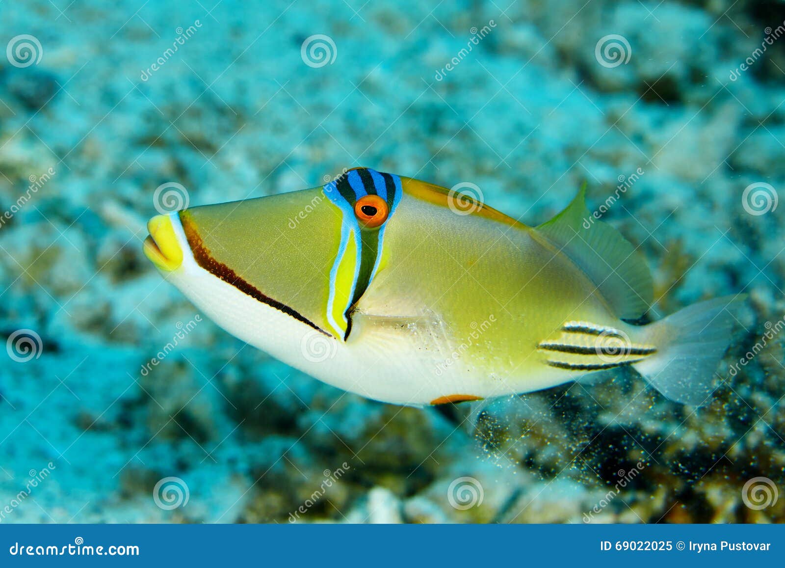 Trigger Fish, Fish in the Red Sea Stock Image - Image of water, coral ...