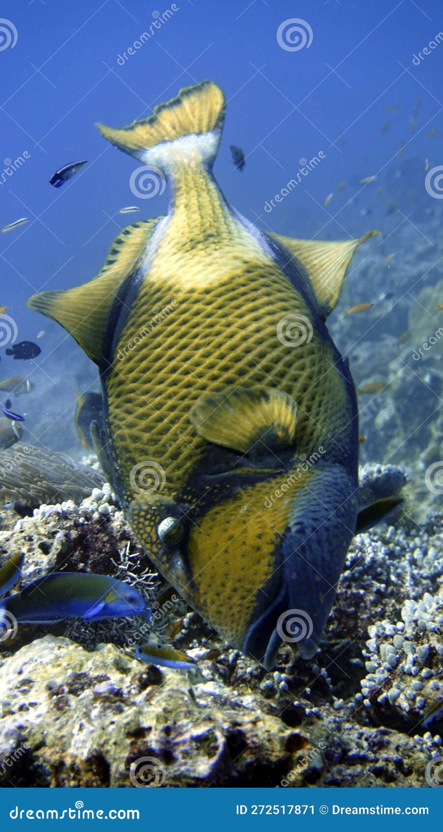 Trigger fish Maldives stock image. Image of reef, aquarium - 272517871