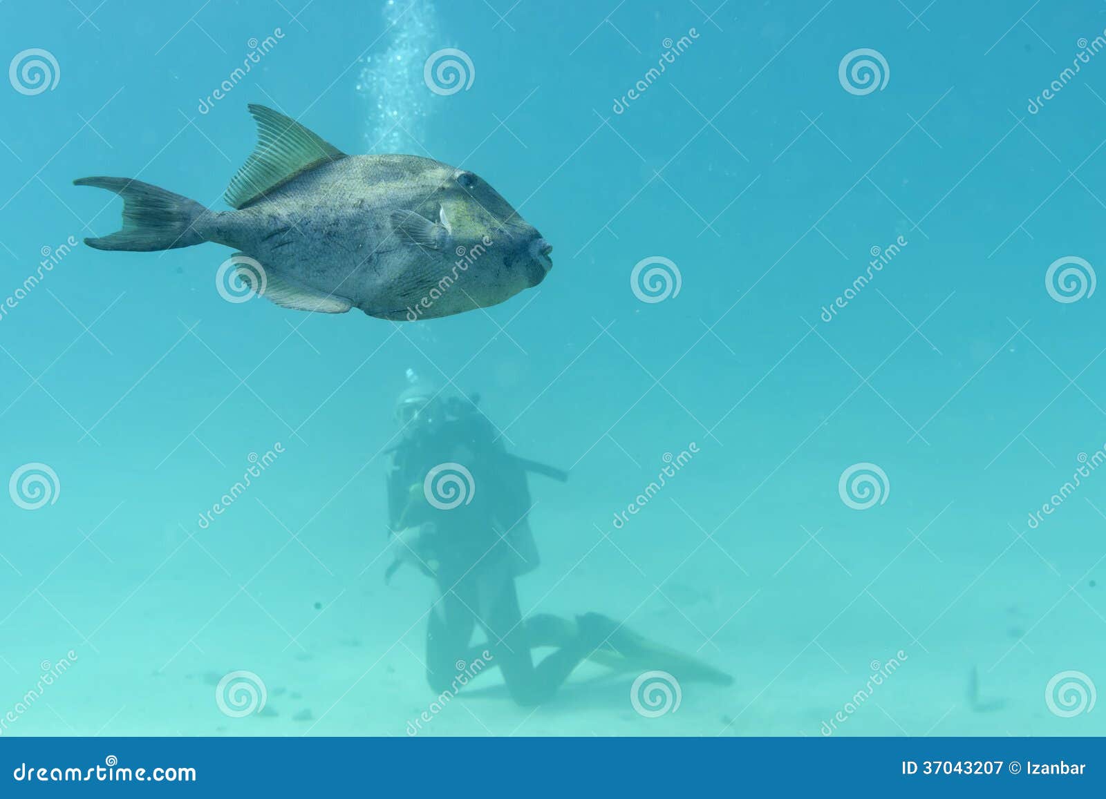 Trigger Fish and Scuba Diver Stock Image - Image of maui, queensland ...