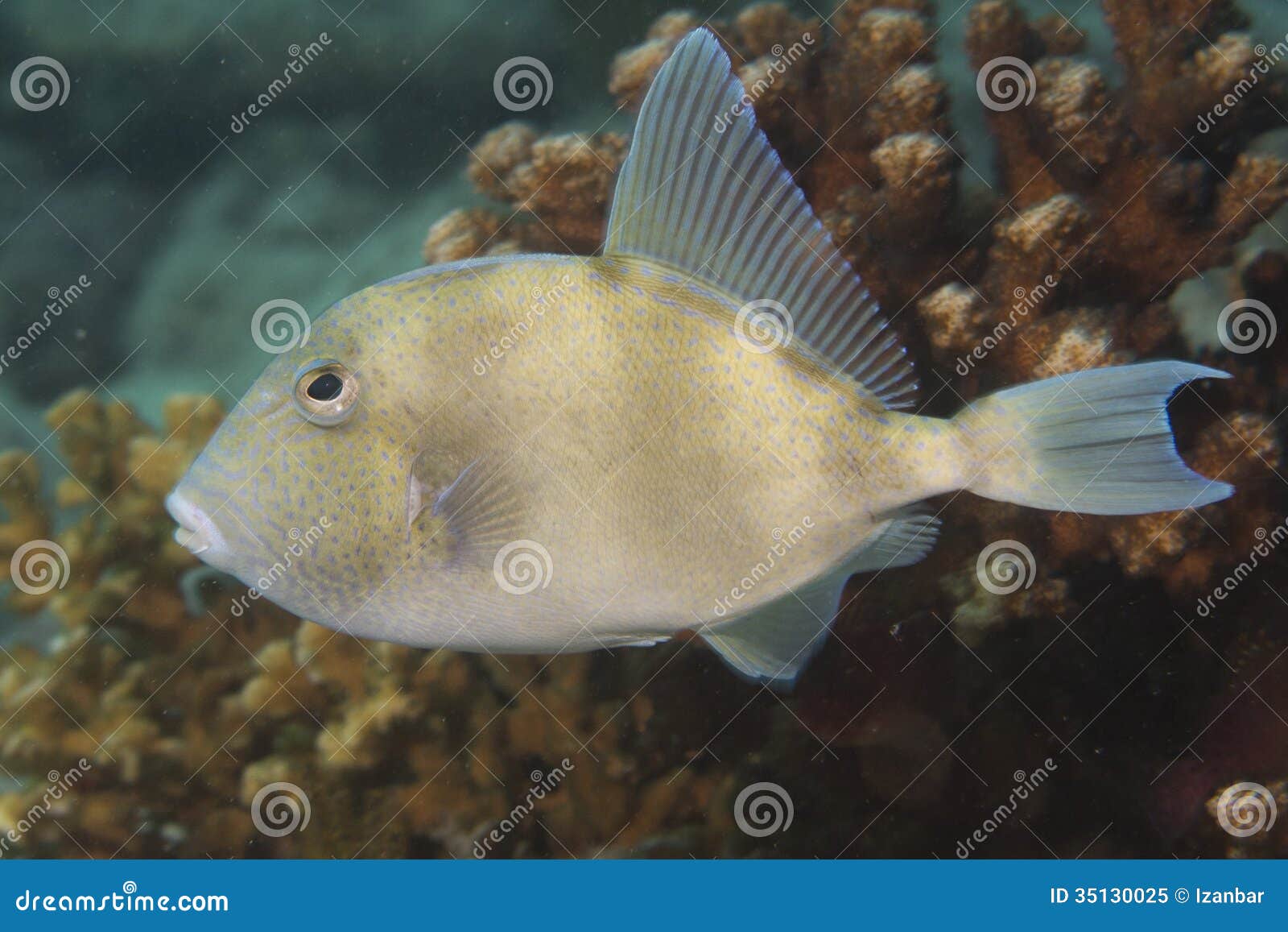 Trigger fish stock image. Image of state, ocean, underwater - 35130025