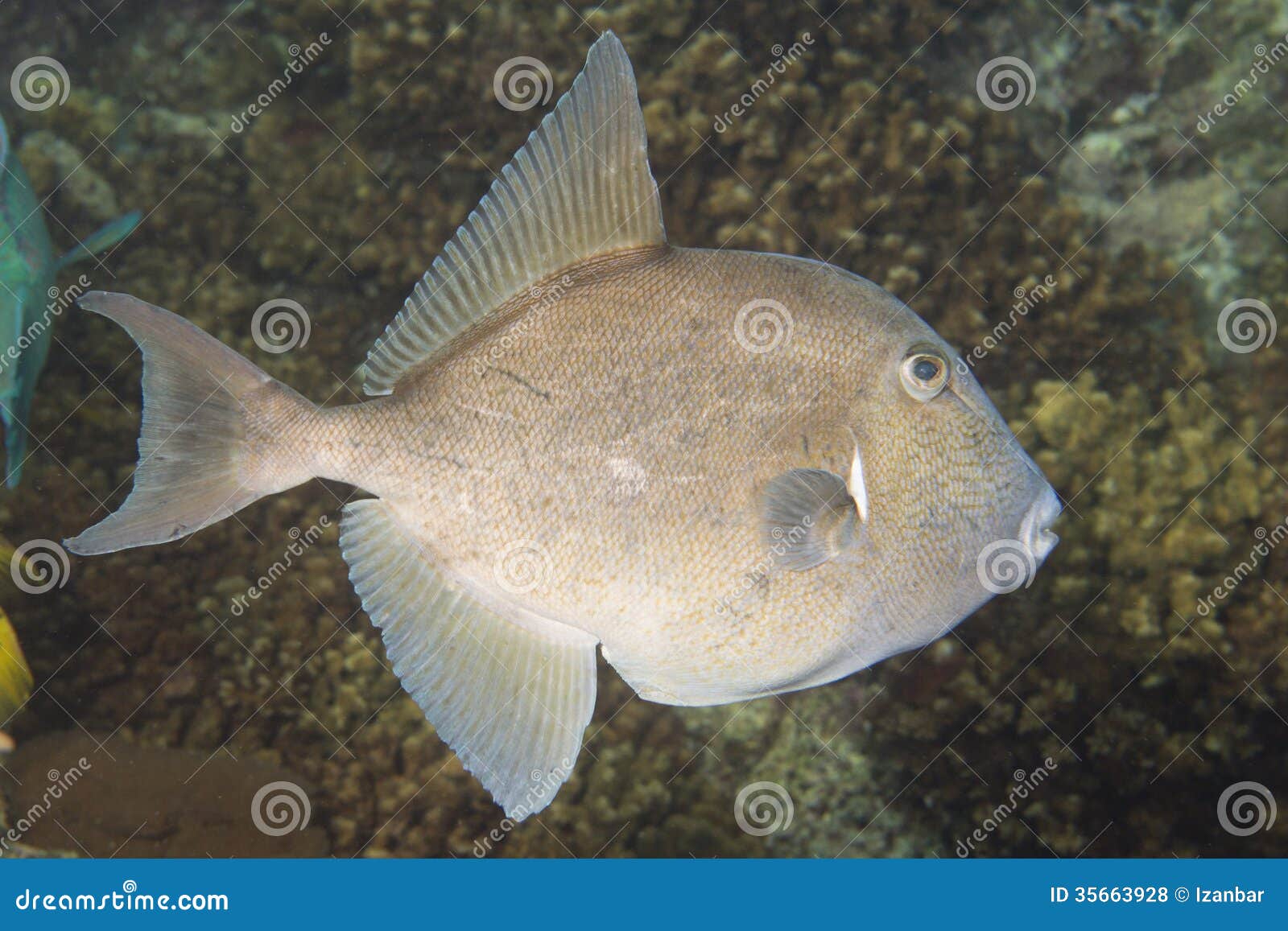 Trigger fish stock photo. Image of state, hawaii, ocean - 35663928