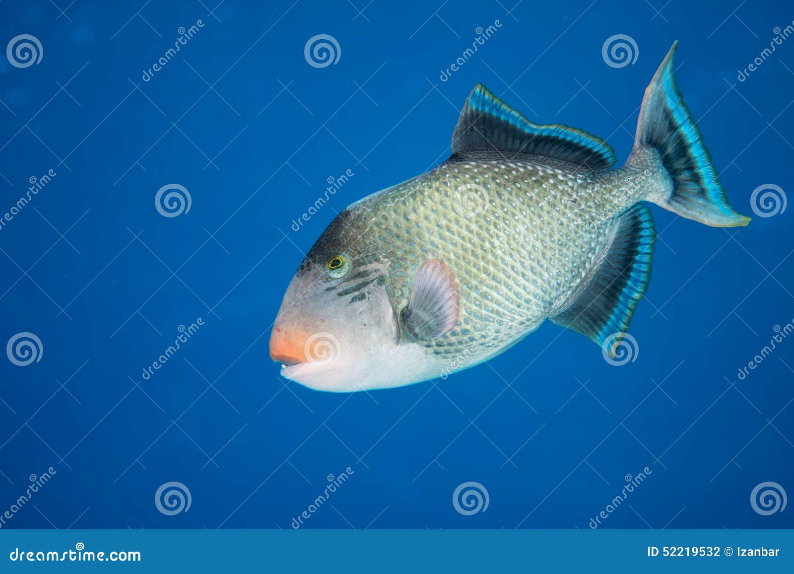 Trigger fish stock photo. Image of scuba, clown, queensland - 52219532