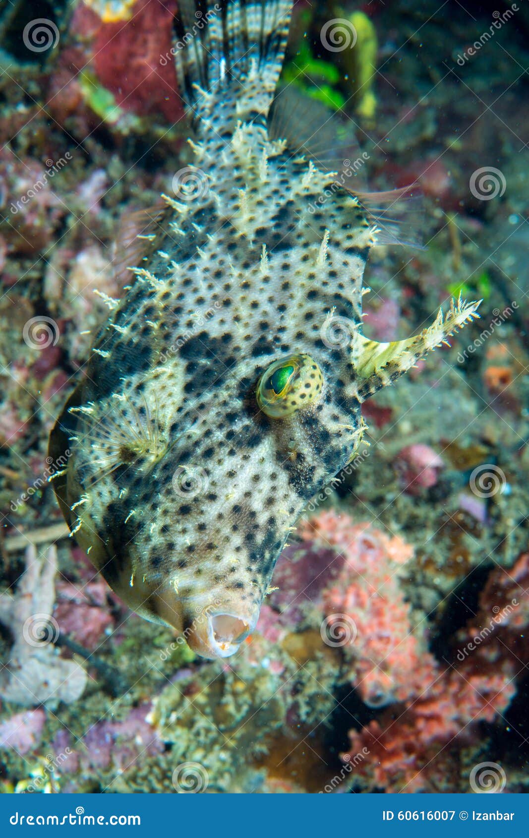 Trigger Fish Underwater Close Up Portrait Stock Image - Image of ...