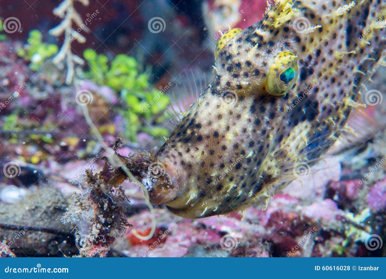 Trigger Fish Underwater Close Up Portrait Stock Photo - Image of ...