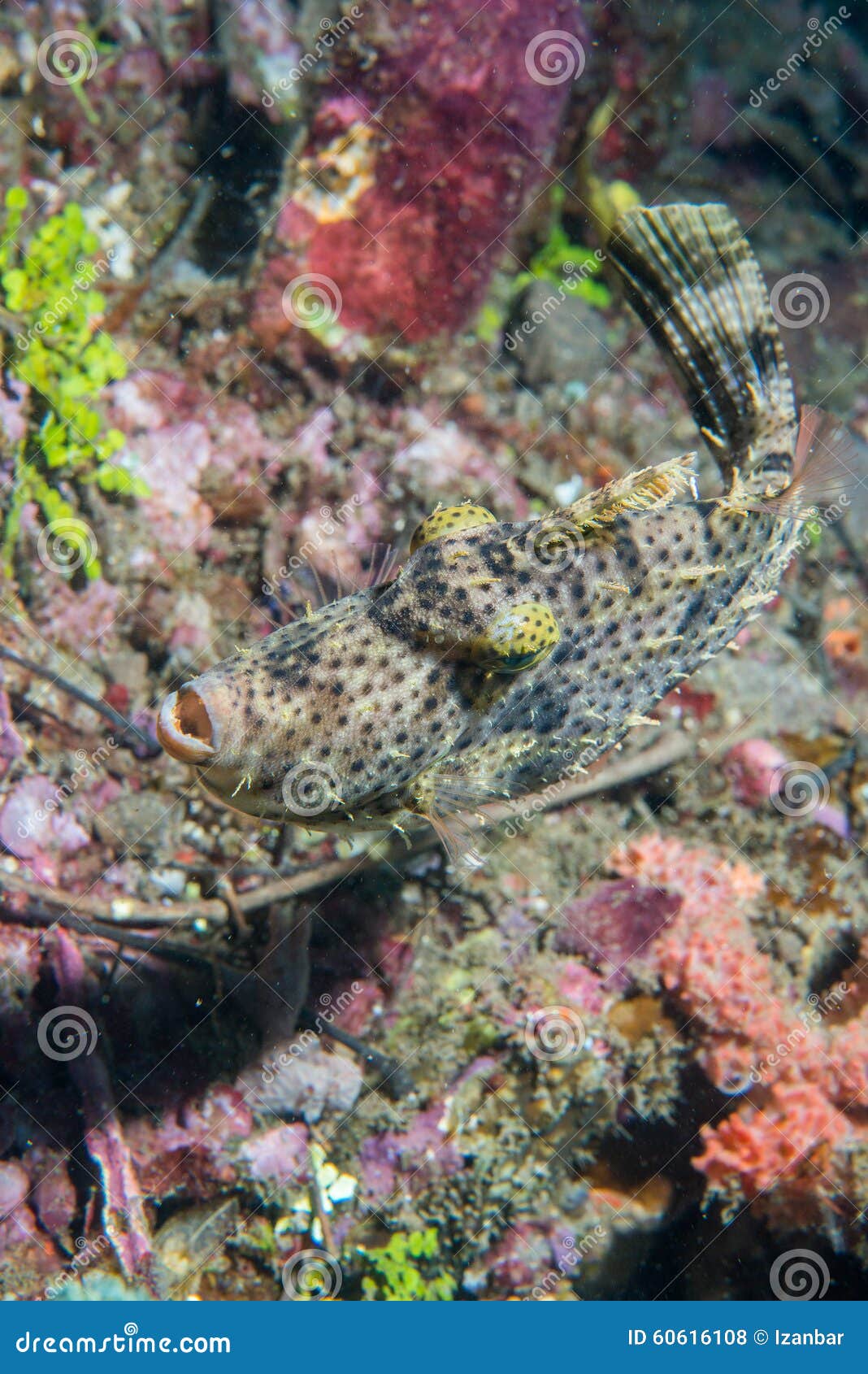 Trigger Fish Underwater Close Up Portrait Stock Photo - Image of clown ...