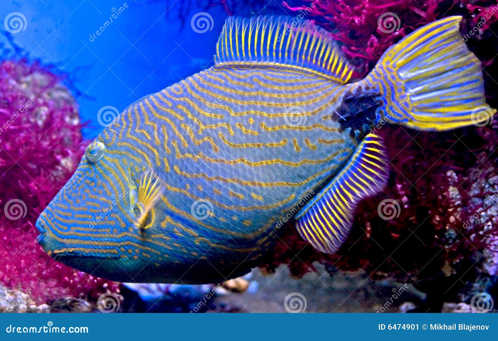 Triggerfish 1 stock image. Image of tank, nice, gills - 6474901