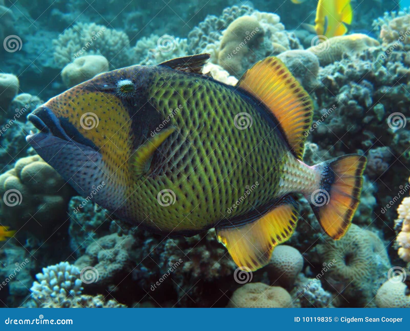 Triggerfish stock image. Image of ocean, egypt, water - 10119835