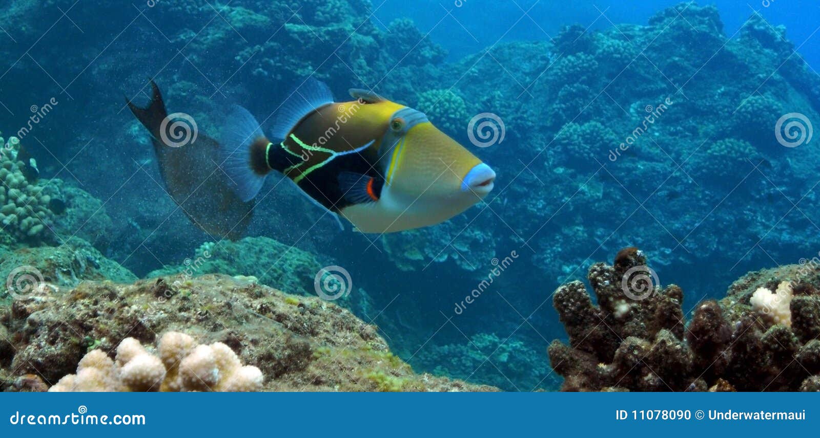 Hawaiian Triggerfish Stock Photo | CartoonDealer.com #106736052
