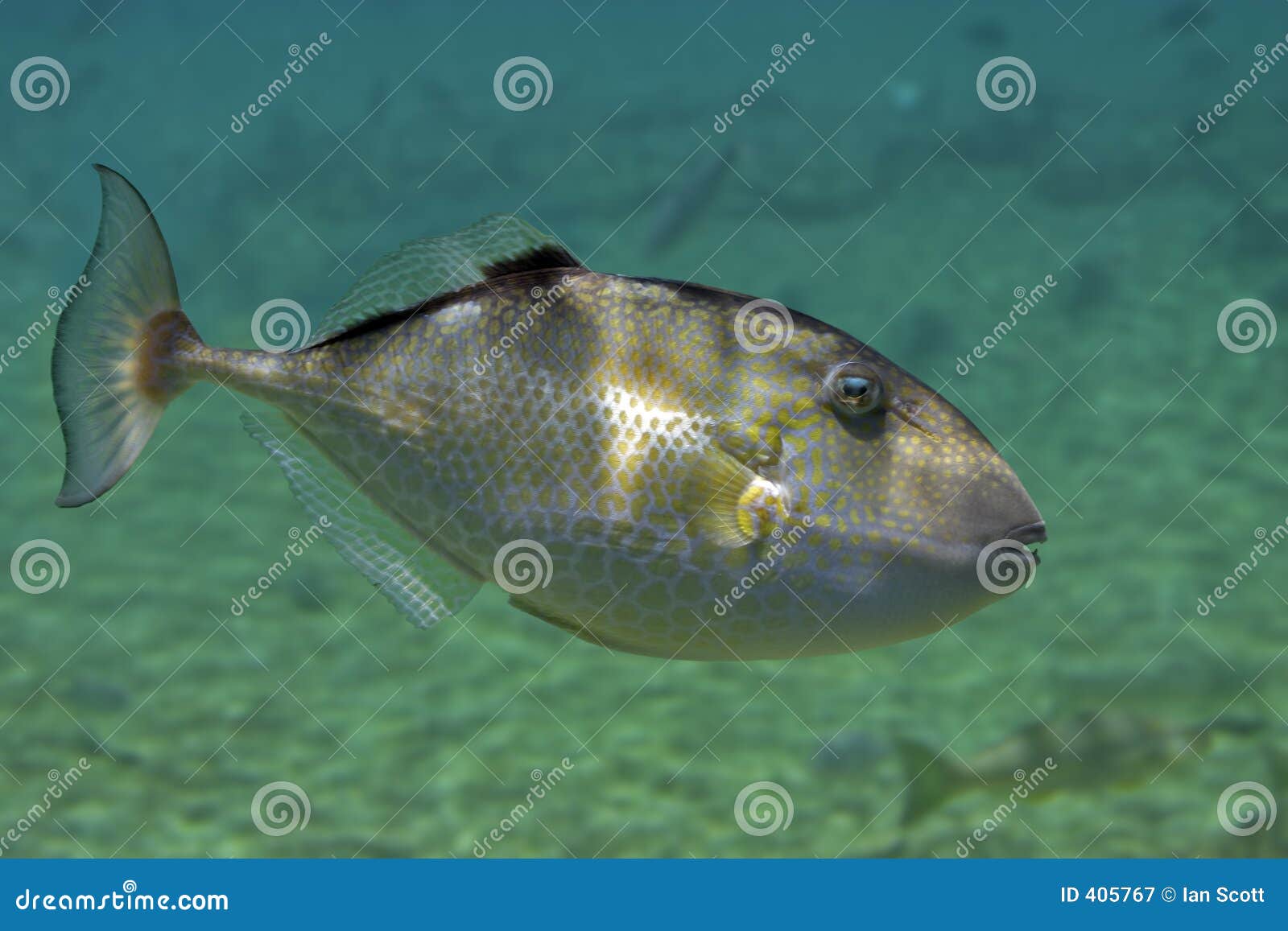 Triggerfish stock image. Image of tropical, diving, fish - 405767