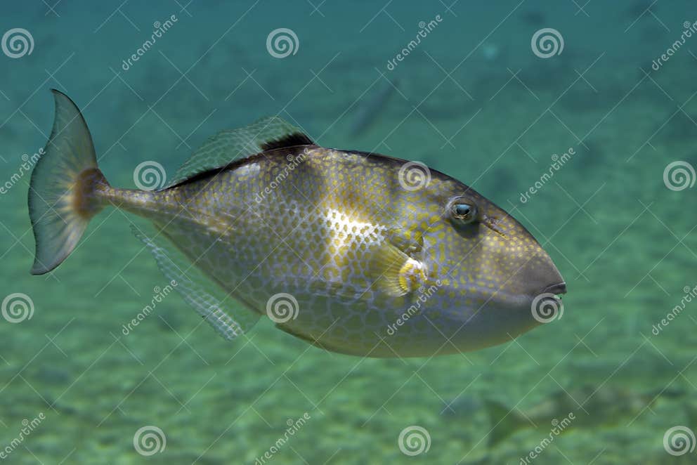 Triggerfish stock image. Image of tropical, diving, fish - 405767