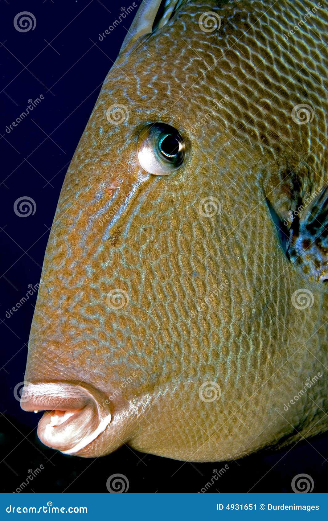 Triggerfish stock image. Image of gaze, underwater, observing - 4931651