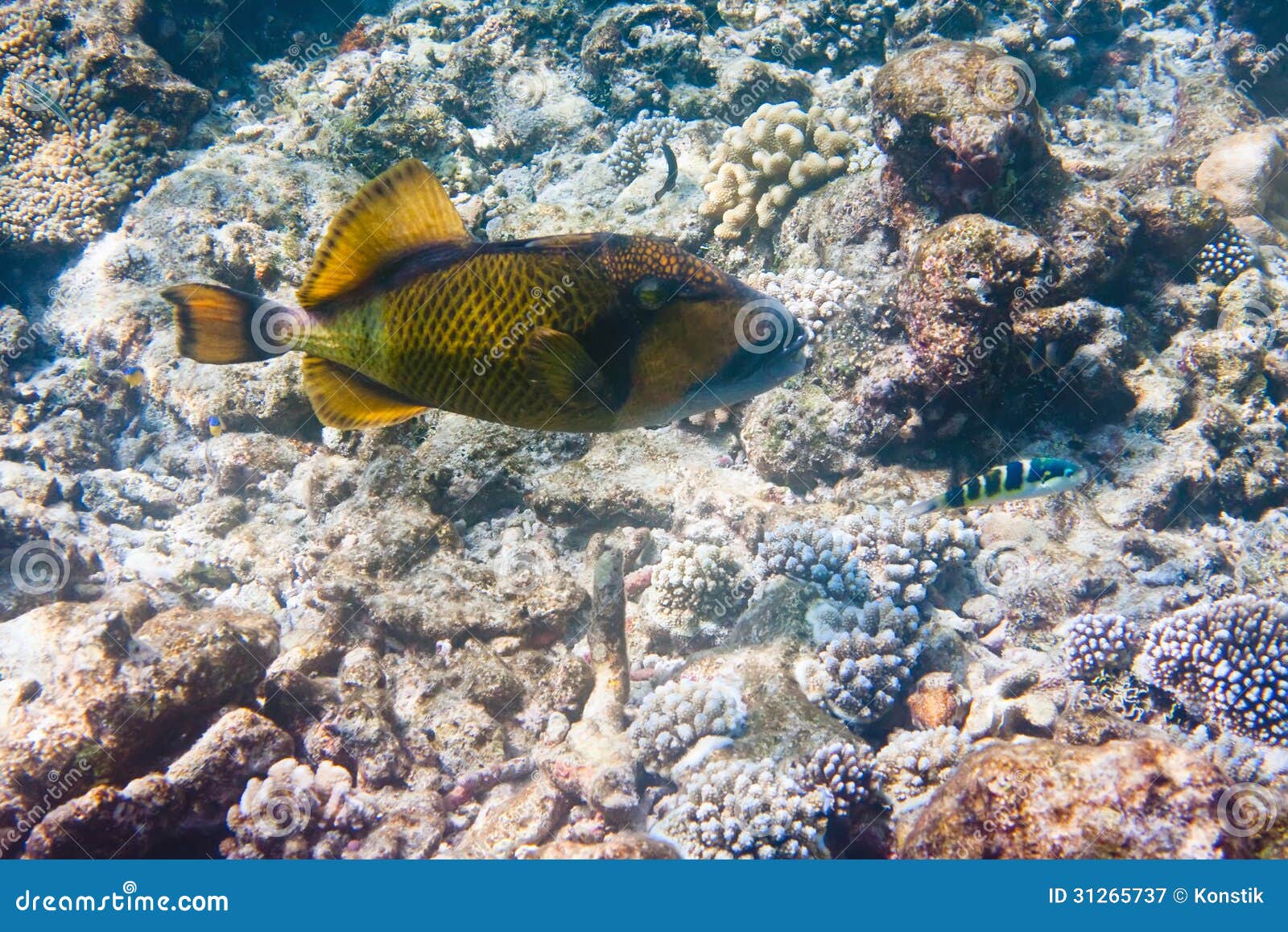 Triggerfish stock image. Image of diving, bright, coral - 31265737