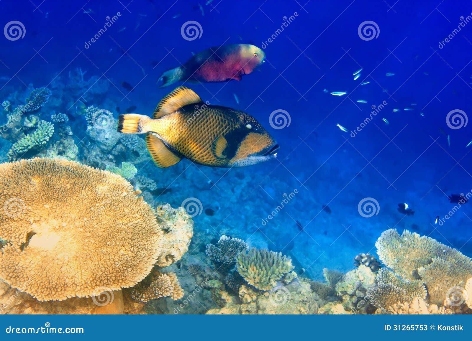 Triggerfish in Corals.Indian Ocean Stock Image - Image of holiday ...