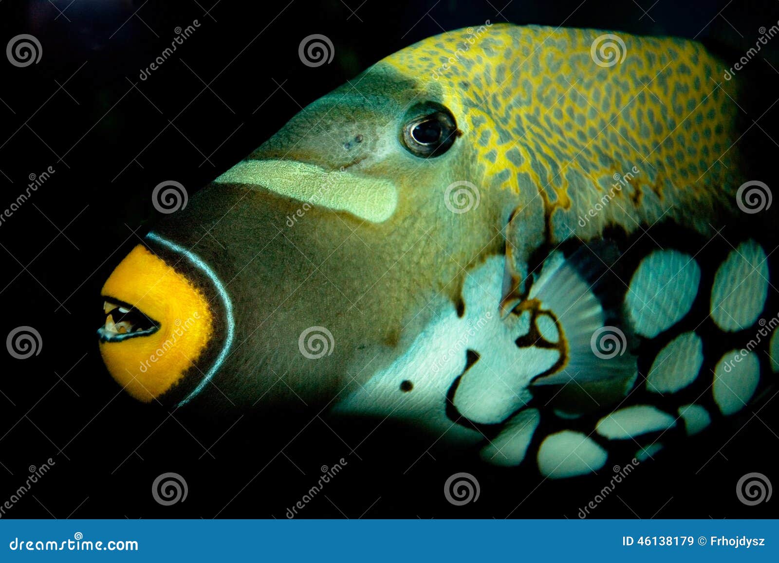 Triggerfish stock image. Image of marine, diving, ocean - 46138179