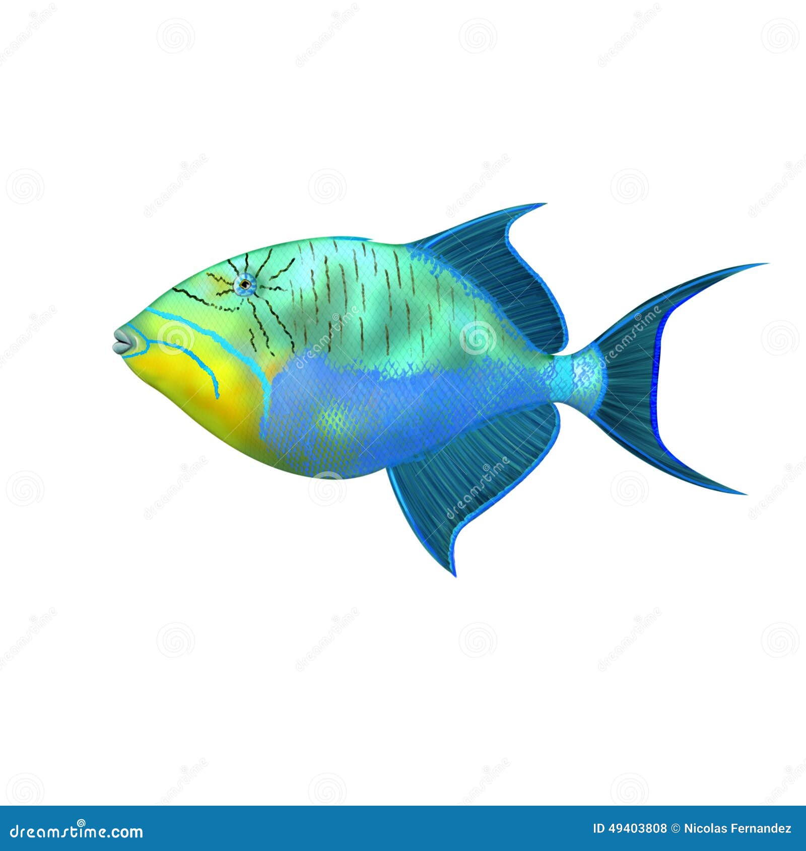Triggerfish stock illustration. Illustration of water - 49403808