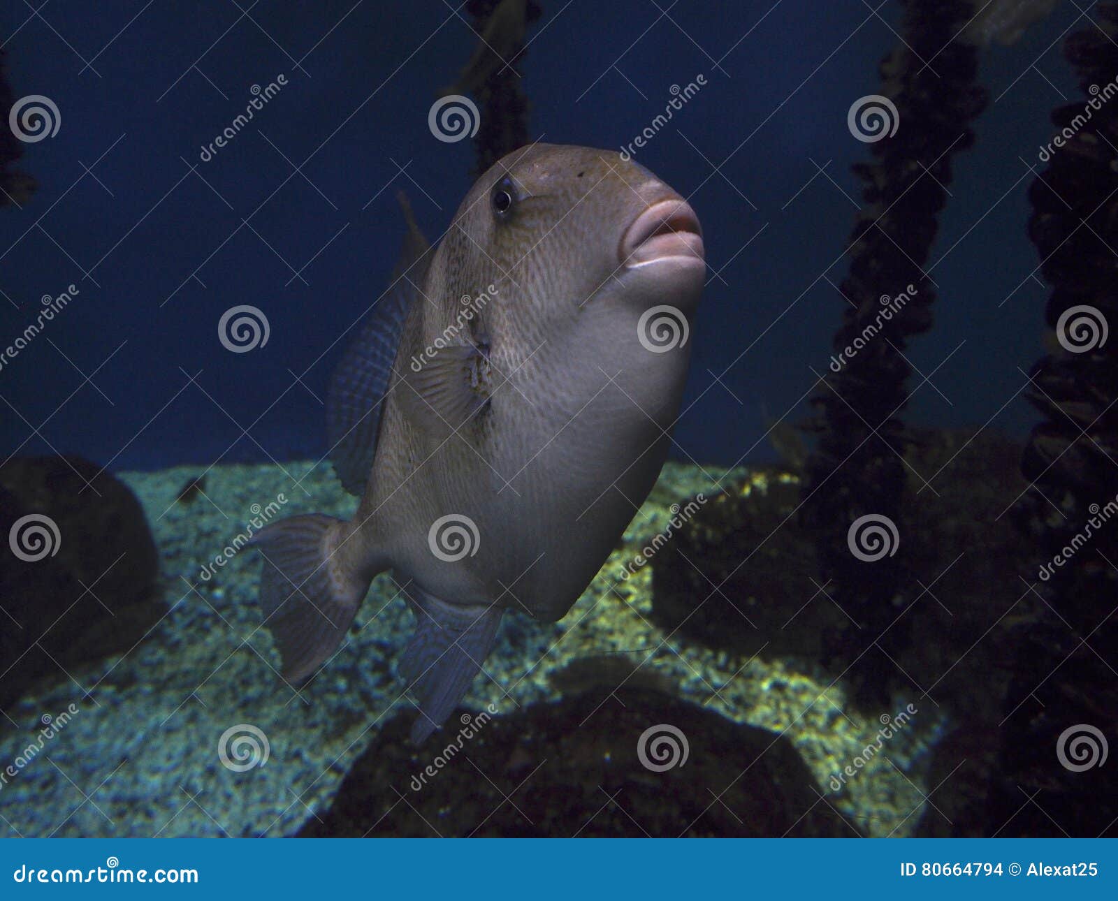 Triggerfish grey stock photo. Image of water, acuario - 80664794