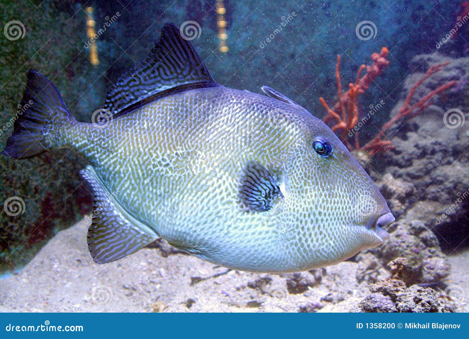 Grey Triggerfish 2 foto de archivo. Imagen de plancton - 1358200