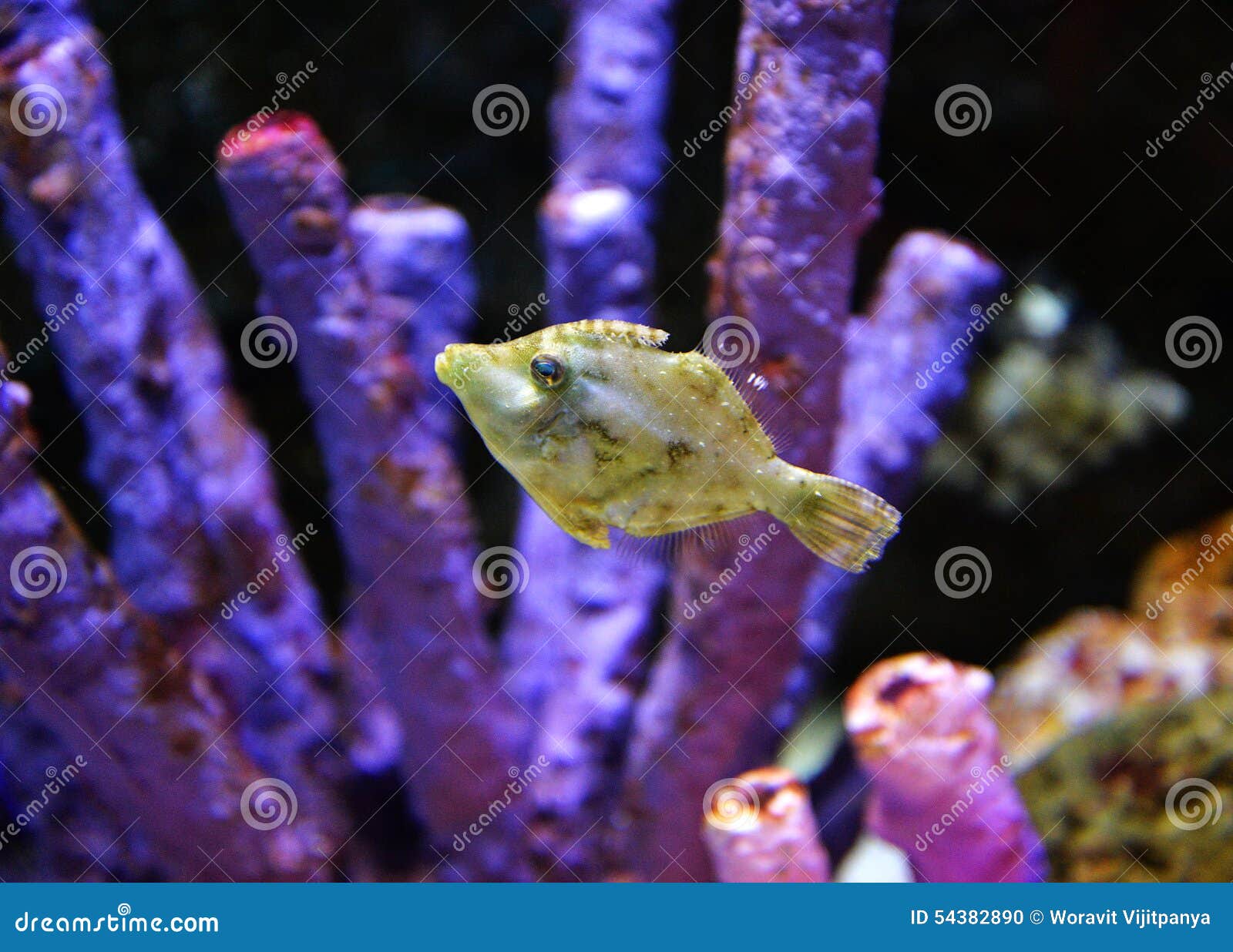 Triggerfish stock photo. Image of scuba, humuhumunukunuku - 54382890