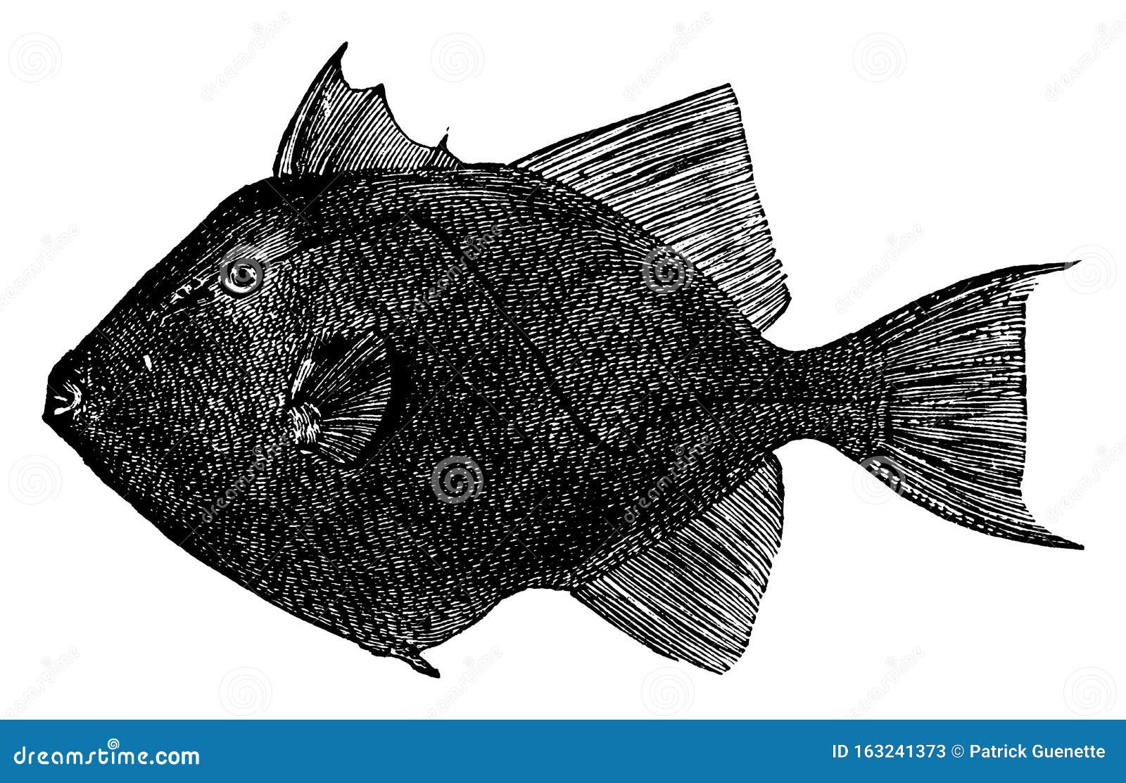 Triggerfish, Vintage Illustration Stock Vector - Illustration of line ...