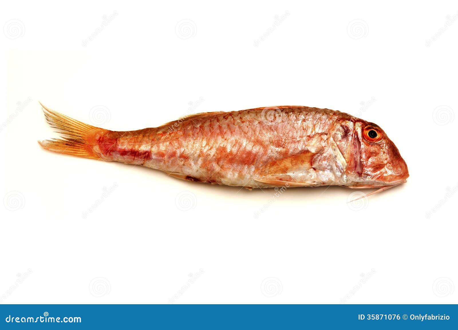 Triglia fotografia stock. Immagine di alimento, bianco - 35871076